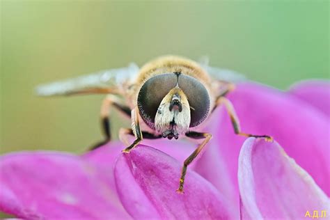 Дедушка пчела Anatoliy Lapin Flickr
