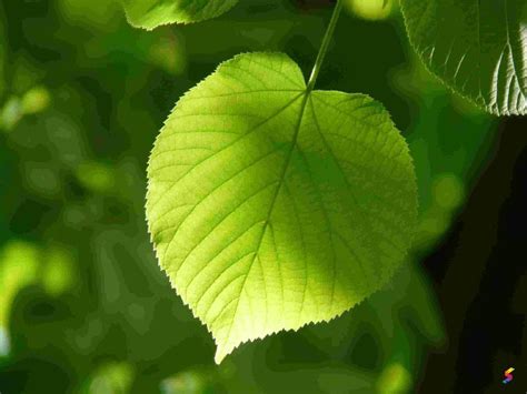 Define Leaf Leaf Meaning Leaf Examples Leaf Synonyms Leaf Images