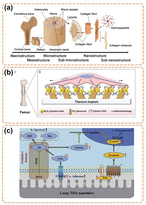 Functionalization Of Tio2 For Better Performance As Orthopedic Implants Pmc