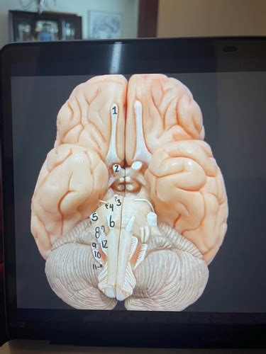 Cranial Nerves Flashcards Quizlet
