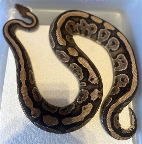 Black Pastel Yb Specter Ball Python By Rat Hugger Reptiles Morphmarket