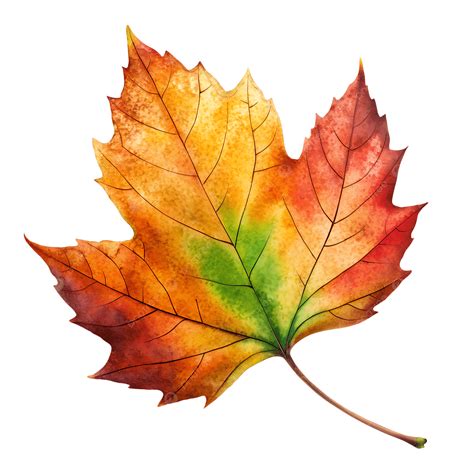 Autumn Leaf Watercolor Clipart Illustration Fall Foliage Graphic