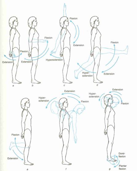 Cardinal Planes And Axes Of Movement Human Anatomy And Physiology