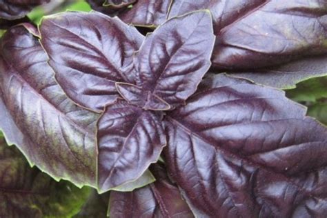 Basilicumplant Verzorgen Simple Thoughts