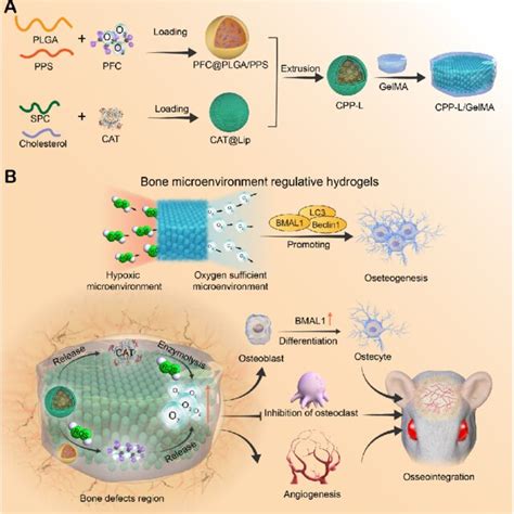 Schematic Illustration Of Bone Microenvironment Regulative Hydrogels