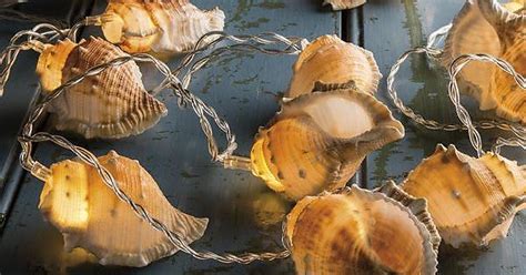 String Lights Large Seashell Album On Imgur