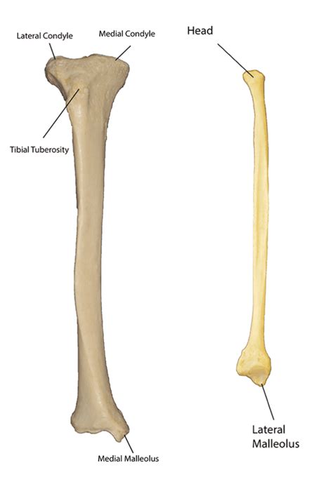 Bones Of The Lower Extremity Teas Nursehub