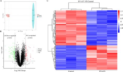 Proteomic Analysis Of Ev A71 Infected 16hbe Cells A Principal