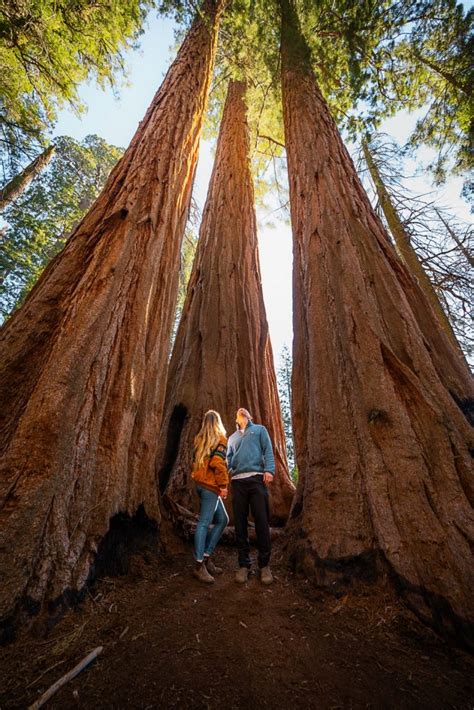 The Big Trees Trail In Sequoia National Park Oceanus Adventure