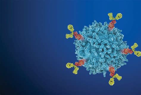 Customized Solutions For Your Research Genscripts Custom Antibody Services Kin Fix Health