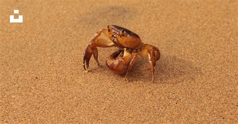 해변에 있는 게의 클로즈업 사진 Unsplash의 무료 음식 이미지