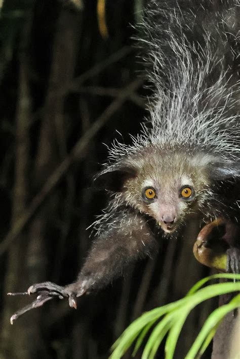 Aye Aye Wildlife Madagascar