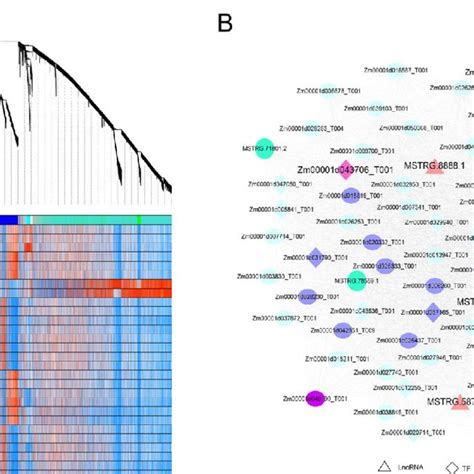 Relationships Between Transcriptome Samples A Correlation Matrix Heat