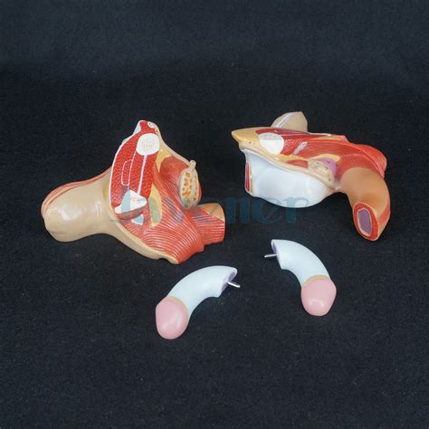 Human Male Genital Penis Organ Anatomical Medical Model Anatomy Science