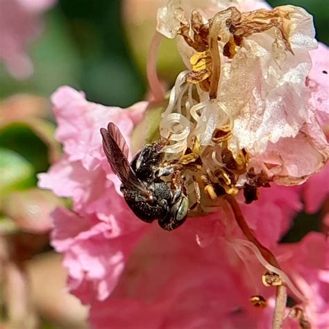 Abelhas Backup Object Detection Model By Tcc Wsio Coelho