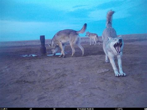 Потягушки Пикабу