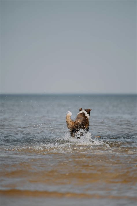 걱정 없는 고요한 기쁨 다이나믹한 다이빙 레저 레크리에이션 모험 물 물을 튀기는 물을 튀기다 바다 바다의 보디서핑 사람 상쾌한 서핑하다 손을