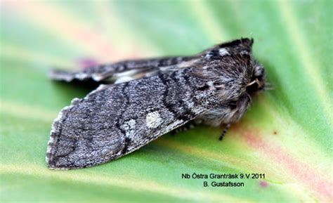 Achlya Flavicornis Insecta Lepidoptera Drepanidae
