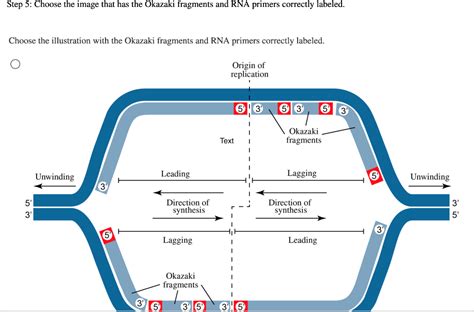 Solved Step 2 Identify The Direction Of Dna Synthesis In