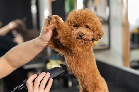Non Shedding Dog Breeds Pets Training And Boarding