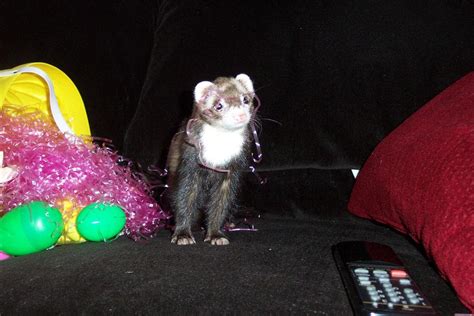 Discover More Like Ferrets One Of My Favorite Pictures Of Isabelle She Passed About 8 Years