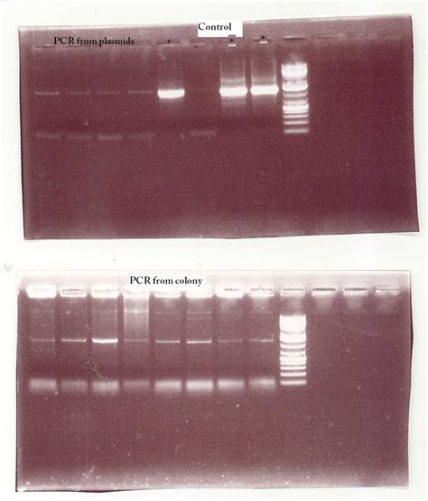 Pcr From Plasmid Dna Failed Researchgate