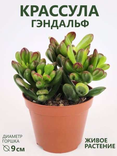 Крассула Овата Гэндальф Crassula Ovata Gandalf D 9 см купить на Ozon по низкой цене 2235799506