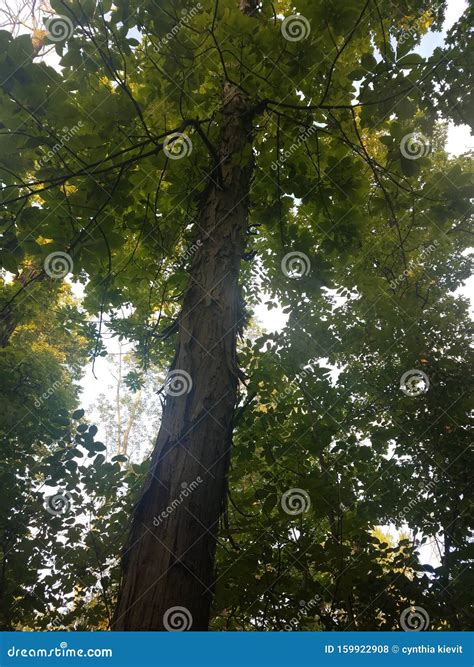 Creating Oxygen Stock Photo Image Of Oxygen Tree Light