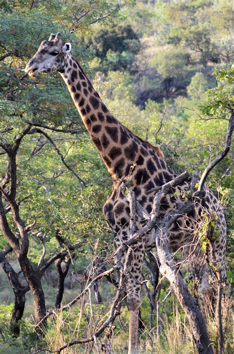 Hardekool Campsite 5 Sites Masungulo