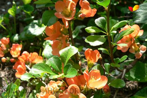 Купить Айва японская Chaenomeles japonica - в питомнике Флорини