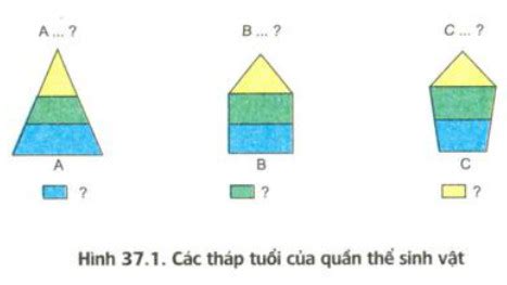 Quan sát hình kết hợp với kiến thức đã học trong Sinh học hãy điền tên cho dạng tháp