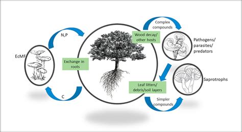 E Roles Of Macrofungi In Nutrient Cycling Download Scientific Diagram