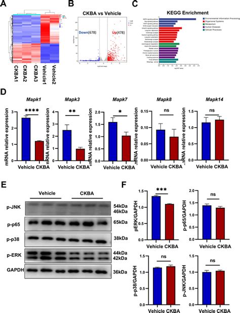 The Treatment Of CKBA Suppressed MAPK Signaling Pathway In Mast Cells
