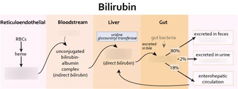 Bilirubin Conjugation