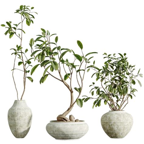 Ficus 3d Models Download