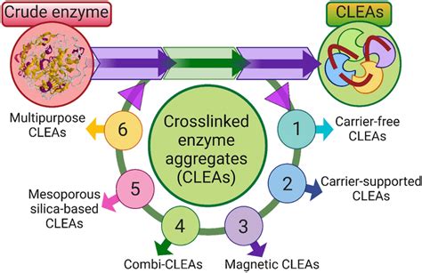 Crosslinked Enzyme Aggregates Cleas Approaches To Develop