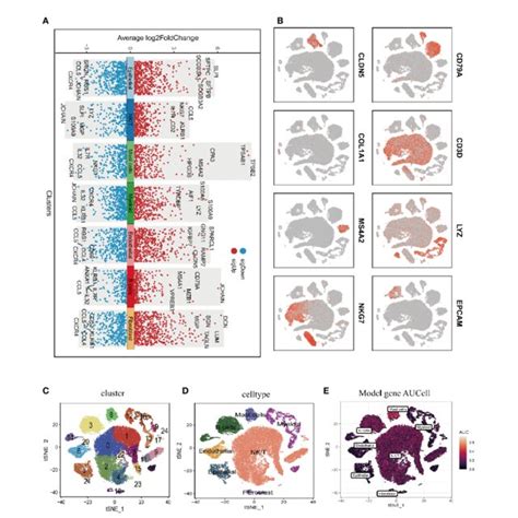 Annotation Of Single Cell Data And Extraction Of Mast Cell A