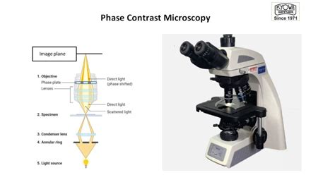 Phase Contrast Microscopy