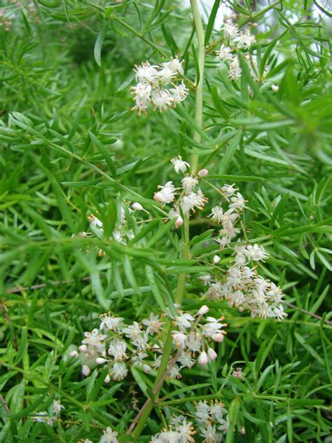 Asparagus Fern Flower Everything You Need To Know Plants Craze