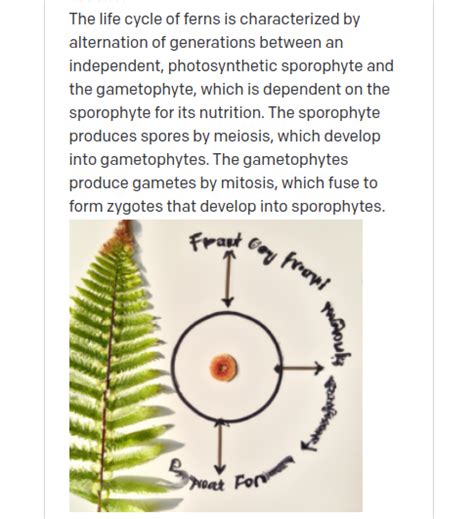 Nodejs How To Generate Diagram From Openai Create Image That Has English Words Stack Overflow