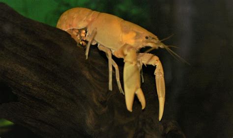 Cherax Holthuisi Artikel Garnele Onlinede