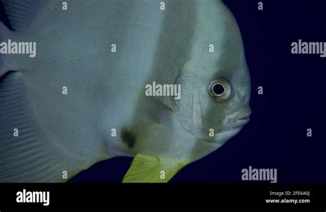 Orbicular Batfish Platax Orbicularis In Deep Blue Water Stock Video