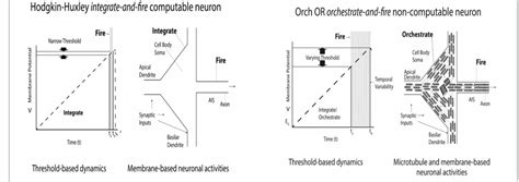 Left Diagram And Schematic Of Hodgkin Huxley