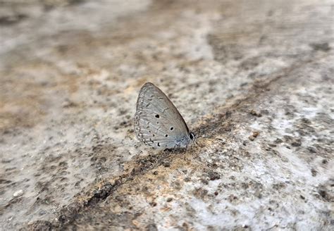 Celastrina Lavendularis Plain Hedge Blue Biodiversity Warriors Kehati