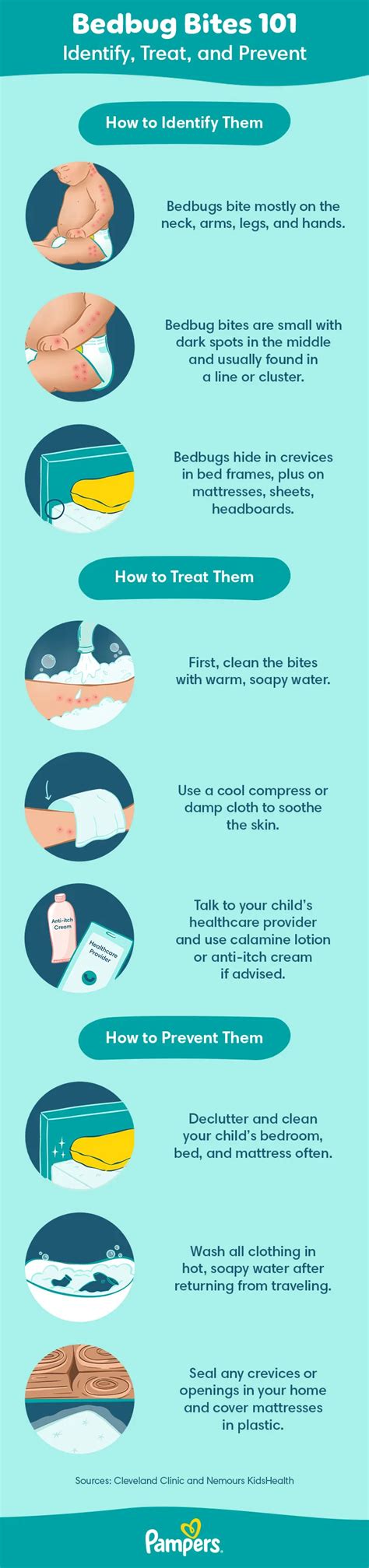 Bed Bug Bites