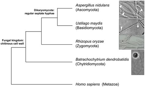 Zygomycota Labeled Hyphae