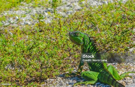 The Green Iguana Is A Invasive Species Reptile In The Florida Keys