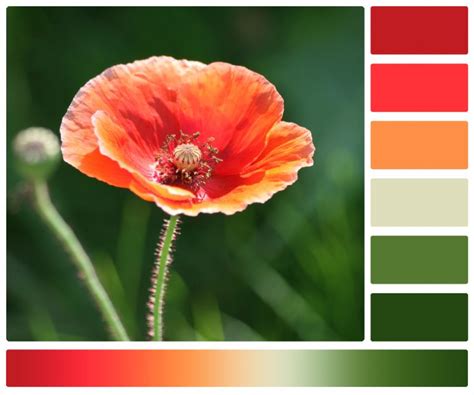 Decorando Con Esquemas De Color Esquemas Complementarios Y Complementarios Adyacentes Color