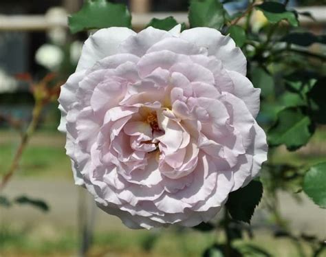 日本から ニュー・ウェーブ 花の公園・俳句 Ing