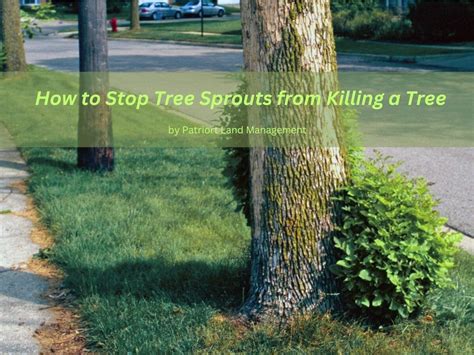 How To Stop Tree Sprouts From Killing A Tree 5 Best Ways